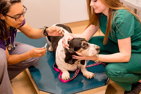 Hospital Tour | Paws & Claws Veterinary Hospital