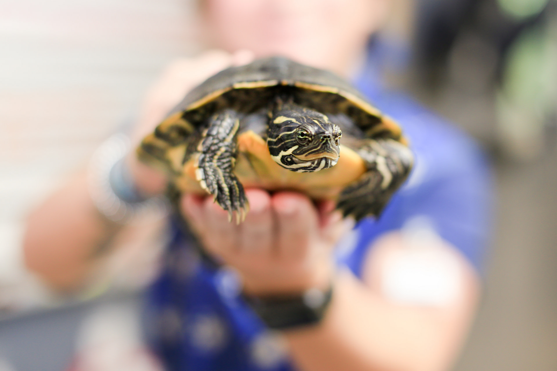 Exotic Reptile Vet Tallahassee | Paws & Claws Veterinary Hospital