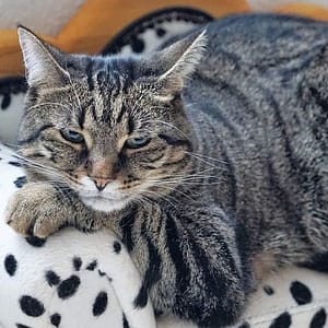 Feline Diabetes: Symptoms, Treatment, and Care for Cats