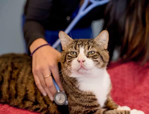 Tallahassee Vet Hospital | Paws & Claws Veterinary Hospital